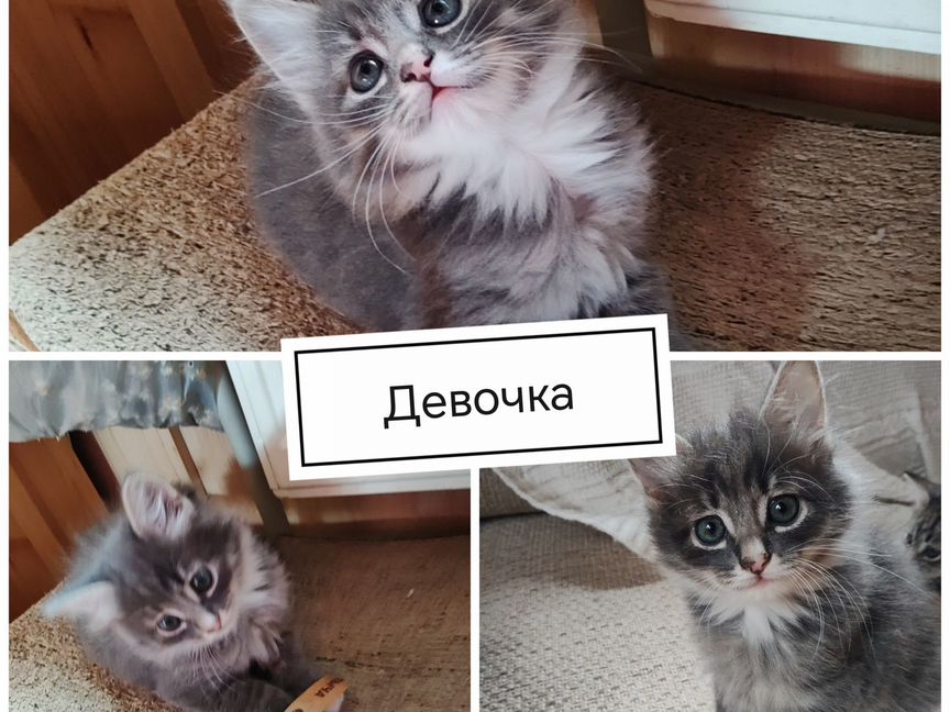 Счастливые котята