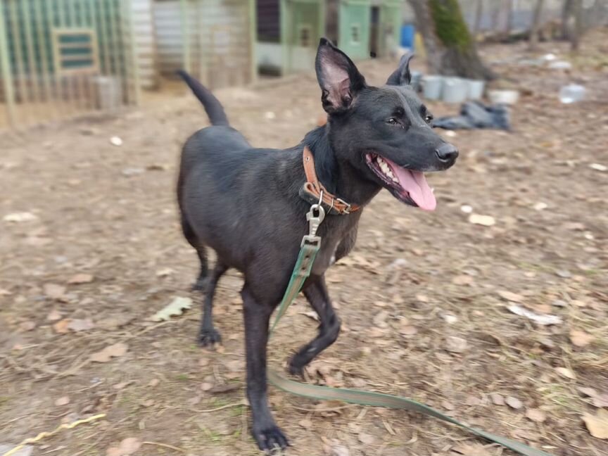 Собака Майя в добрые руки дар