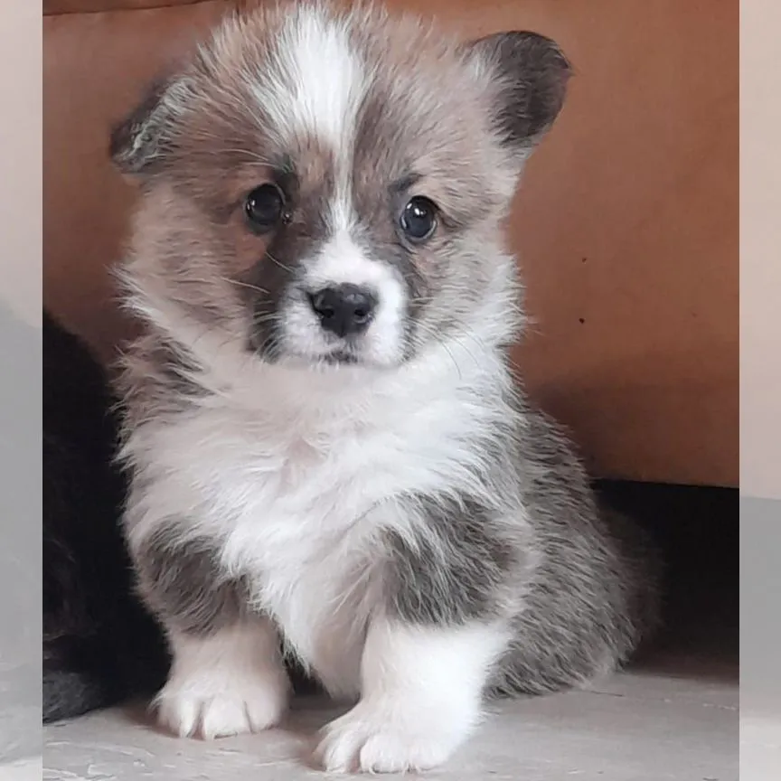 Сладкая булочка корги