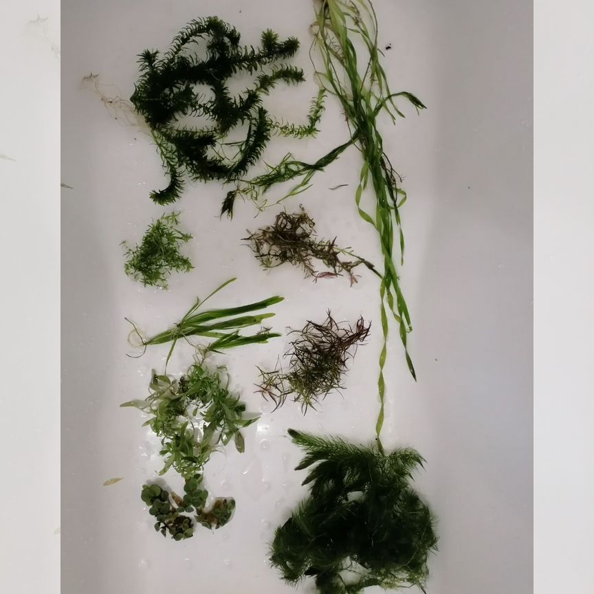 Аквариумная прополка