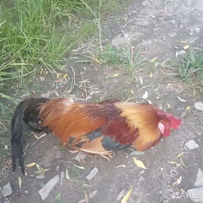 Петух в добрые руки