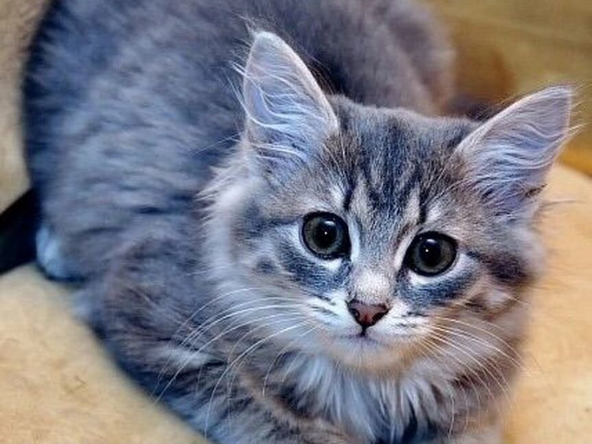 Кошечка 2,5 мес