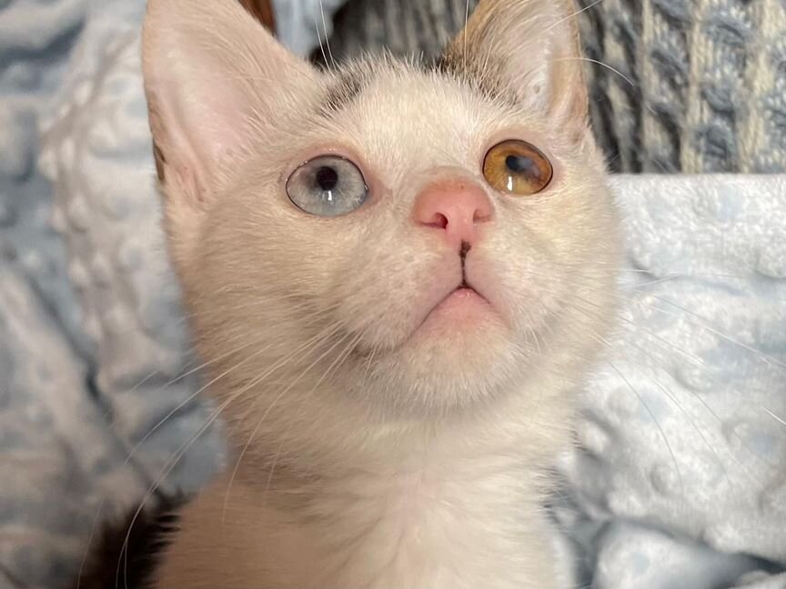 Котенок Грэйс 2 месяца