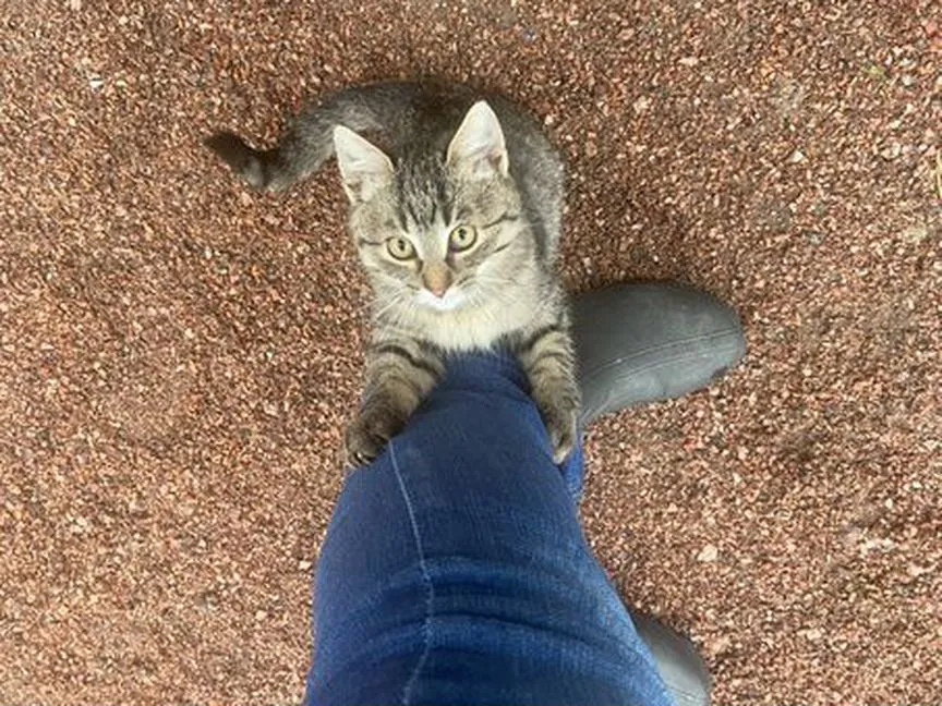 Котята в добрые руки, возьми меня