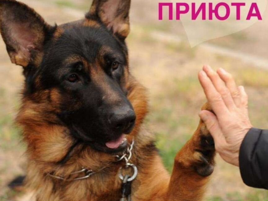 Прогулки с питомцами приюта