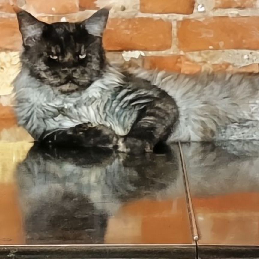 Мейн-кун, взрослый кот