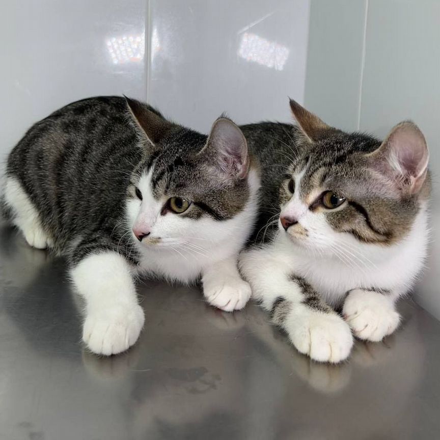 Мальчики котята 2,5 месяца