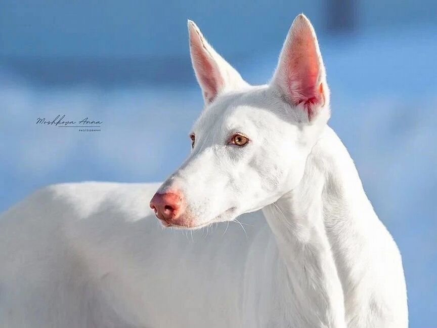 Щенки поденко ибиценко