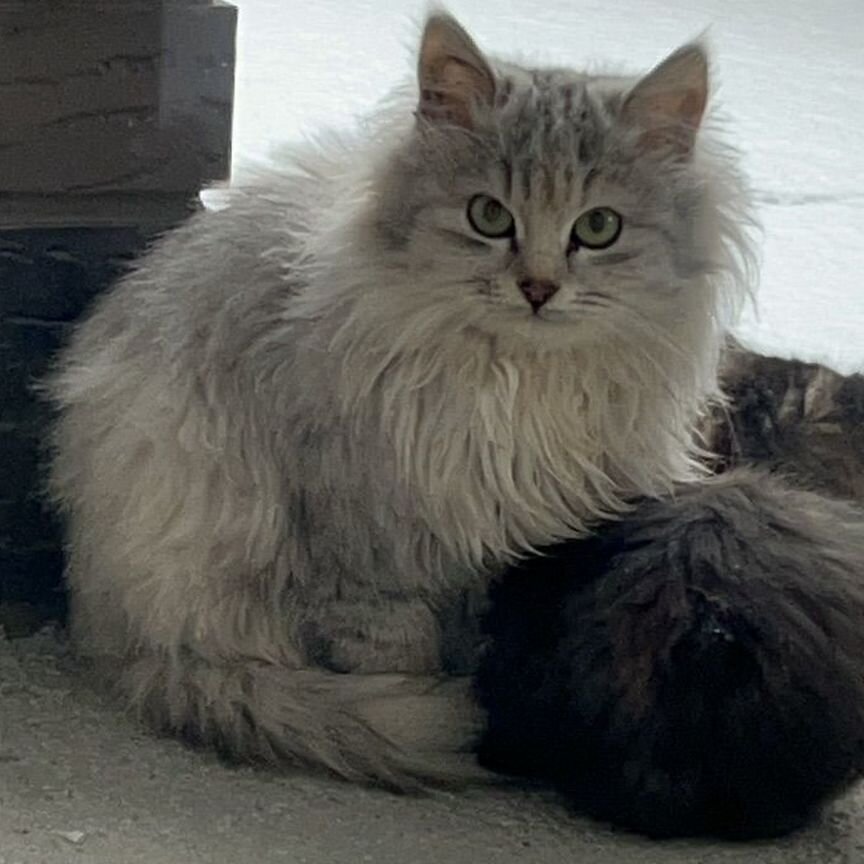 Котенок взрослый и маленький ищут дом,бесплатно