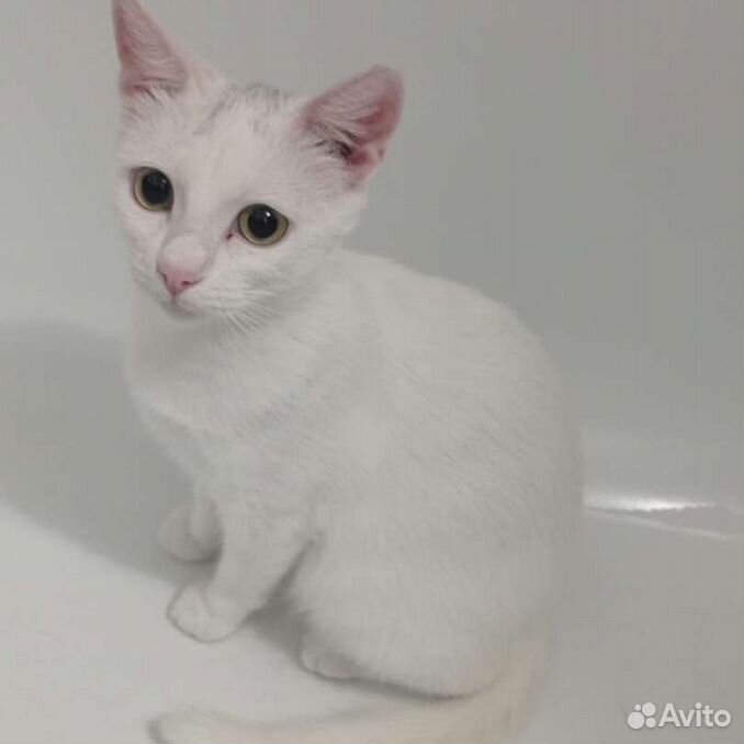 Котёнок Беляночка в добрые руки