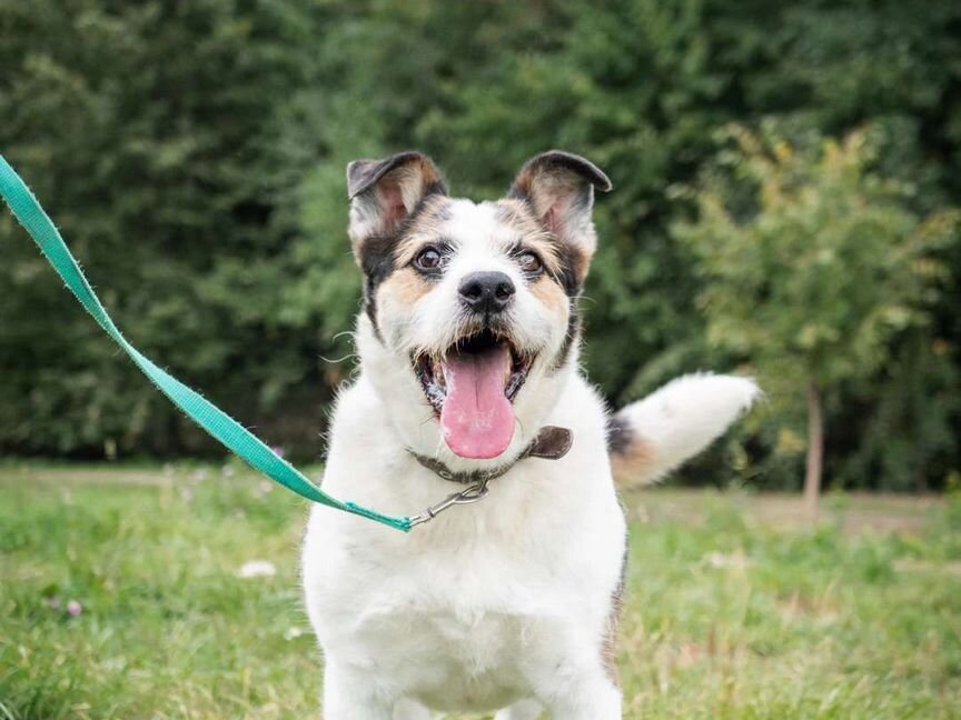 Собака Лиза