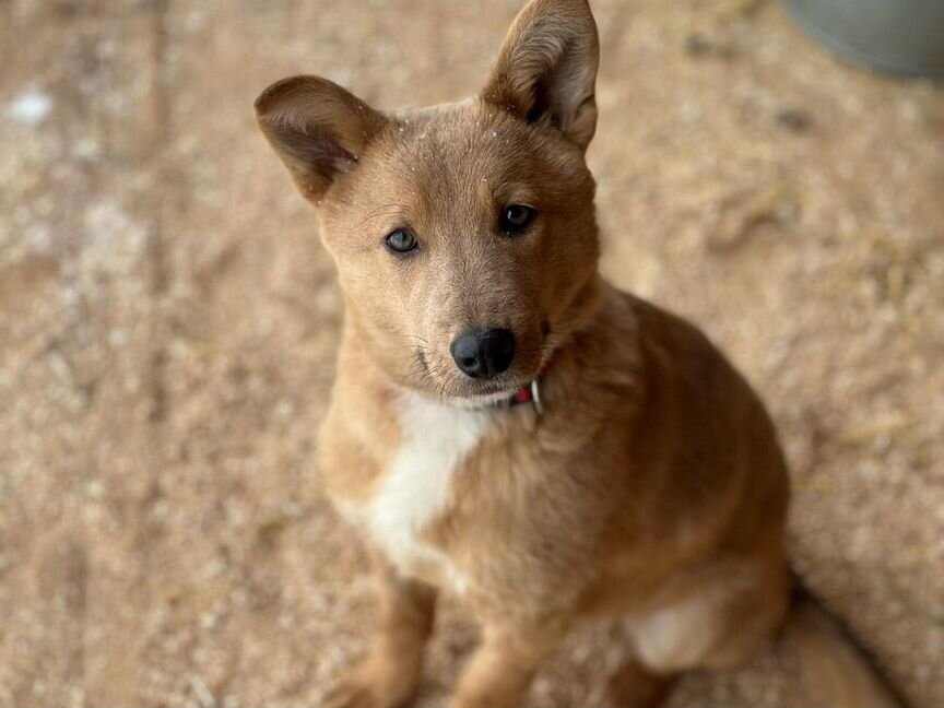 Собачка Надя в добрые руки