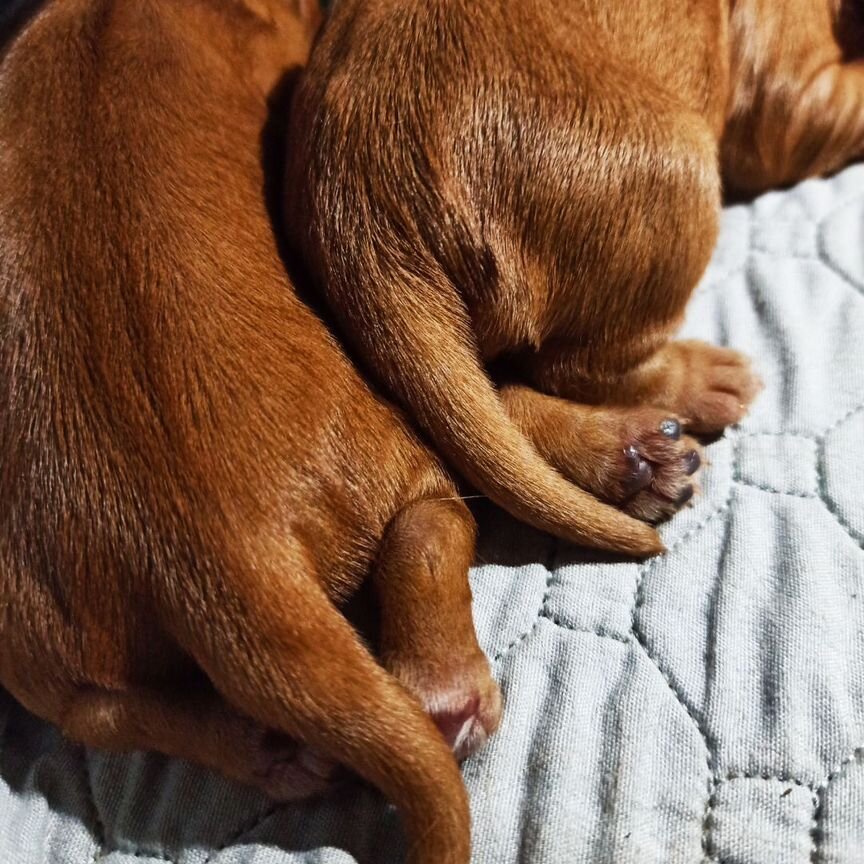 Рубиновые кавалерчики