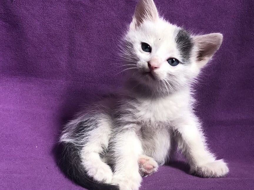 Котёнок мальчик бесплатно в добрые руки