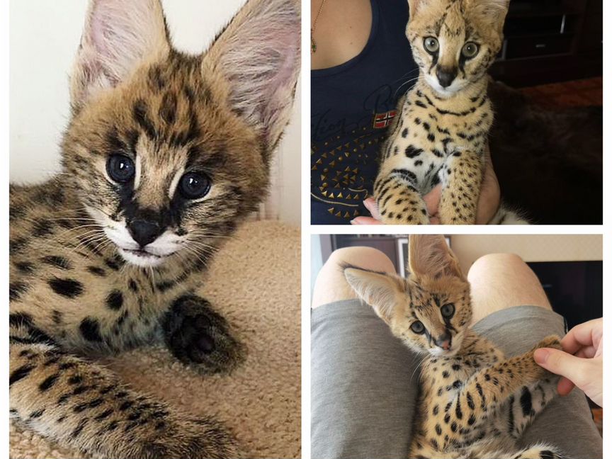 Саванна котята ручные