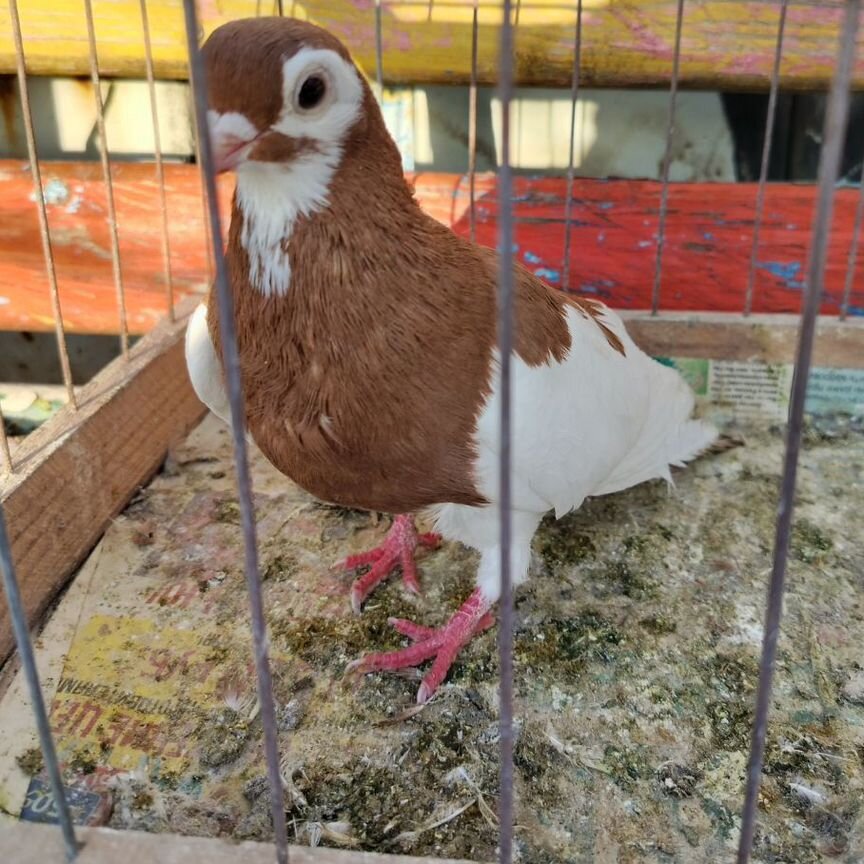 Продажа голубей