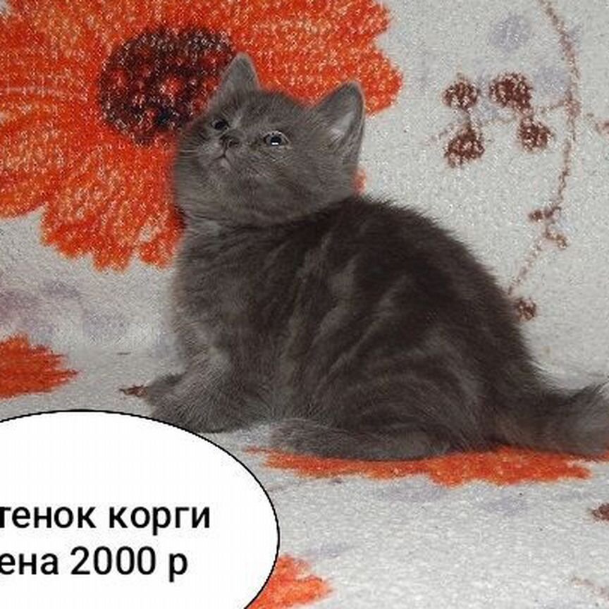 Котёнок в добрые руки