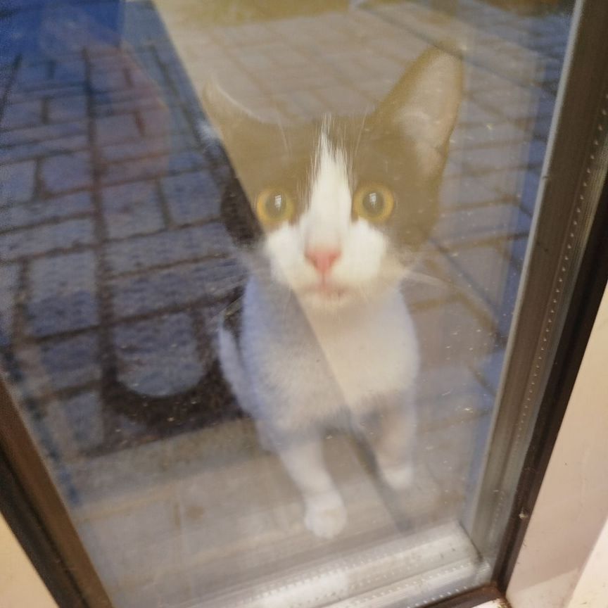 В хорошие руки котенка