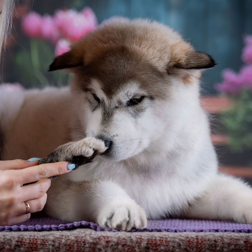 Аляскинский маламут щенки