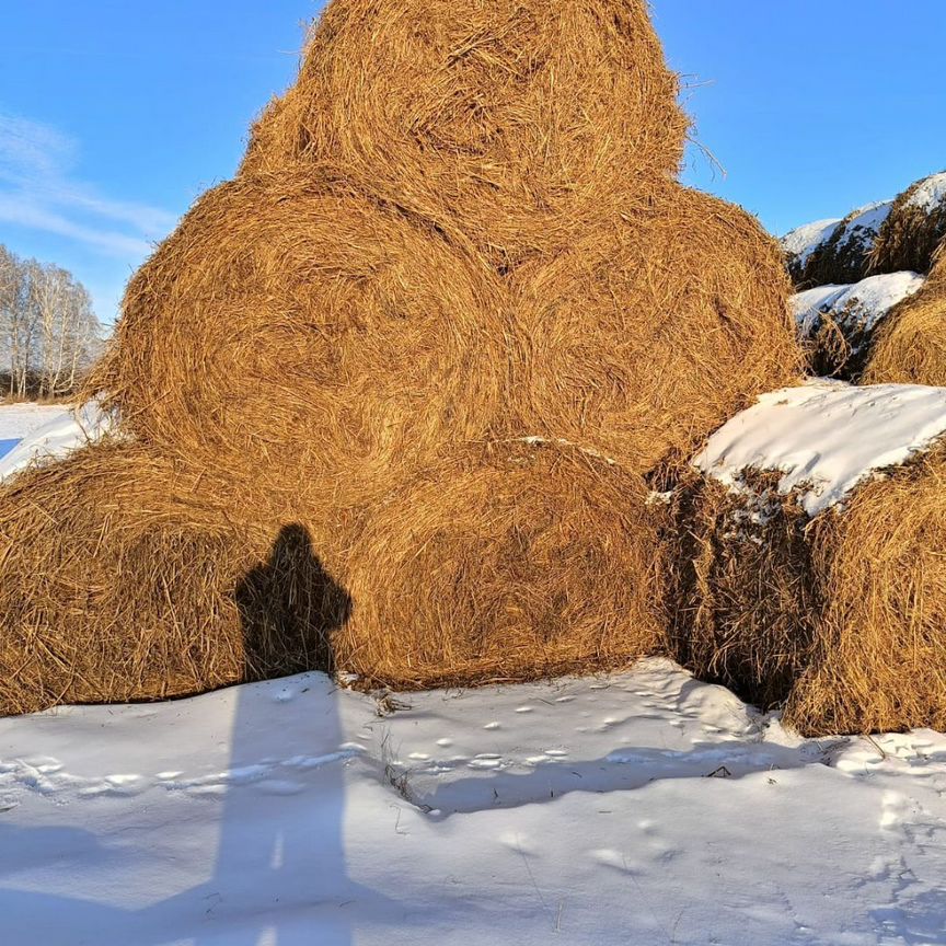 Сено и сено солому овсяное