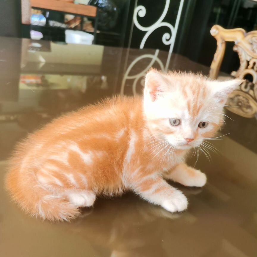 Шотландский котик