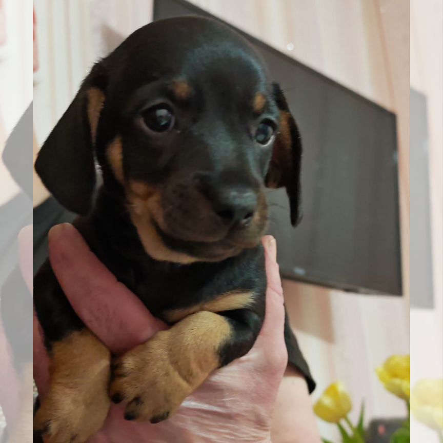 Такса, щенок