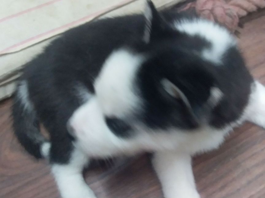 Щенки сибирской хаски