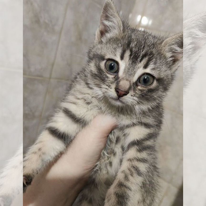 Британский короткошёрстный котёнок