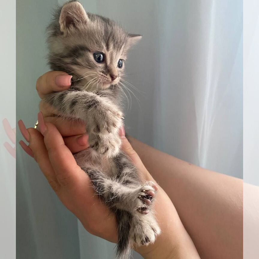 Милые котята в добрые руки
