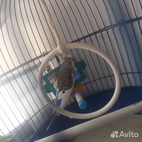 Волнистый попугай с клеткой