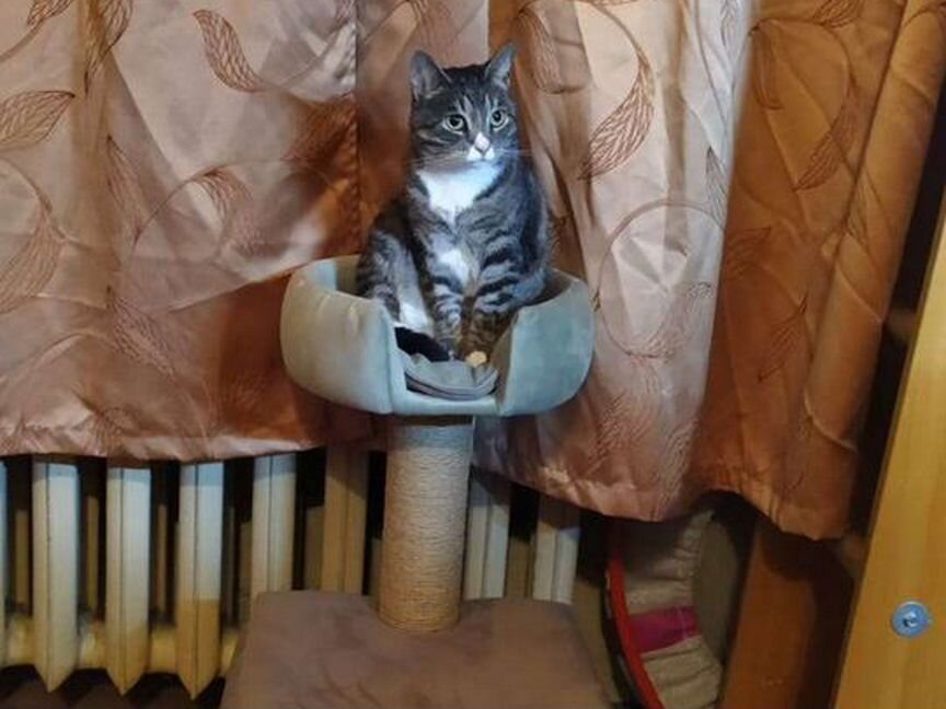 Кошачий домик