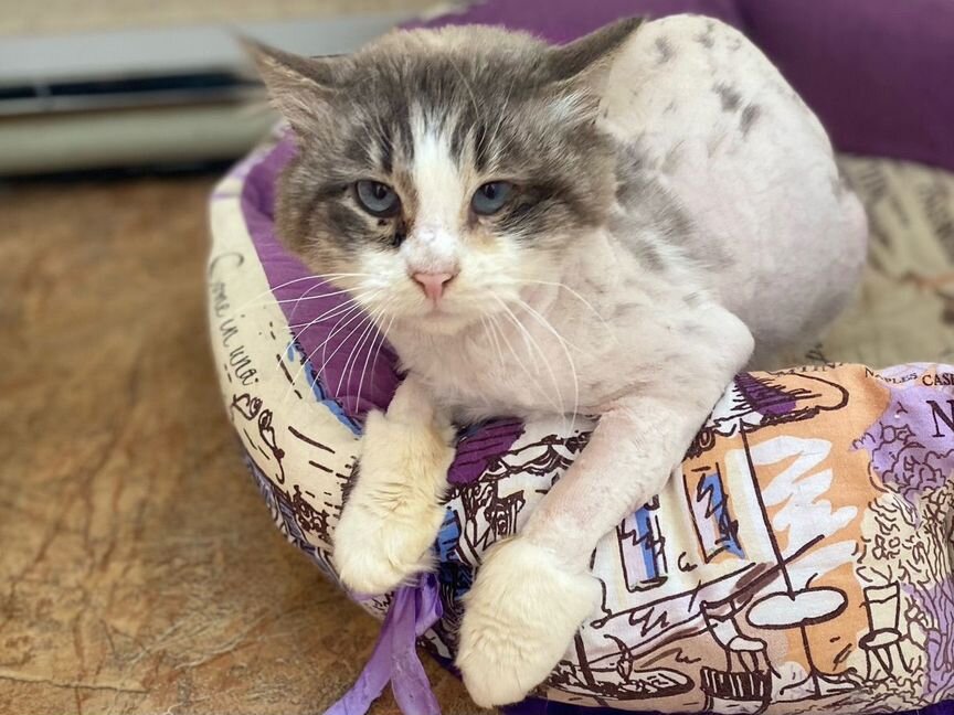 Милый Афоня ждет человека