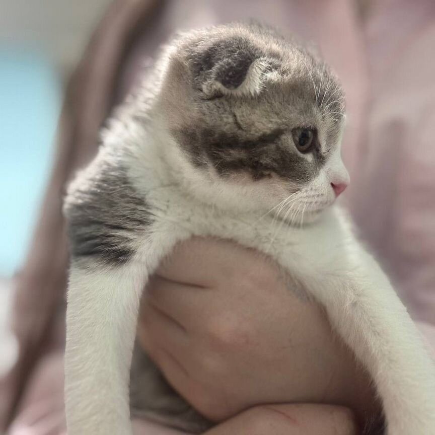 Вислоухие котята в добрые руки