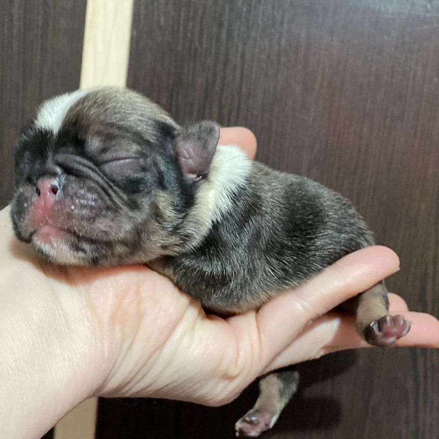 Мерль мальчик брабик