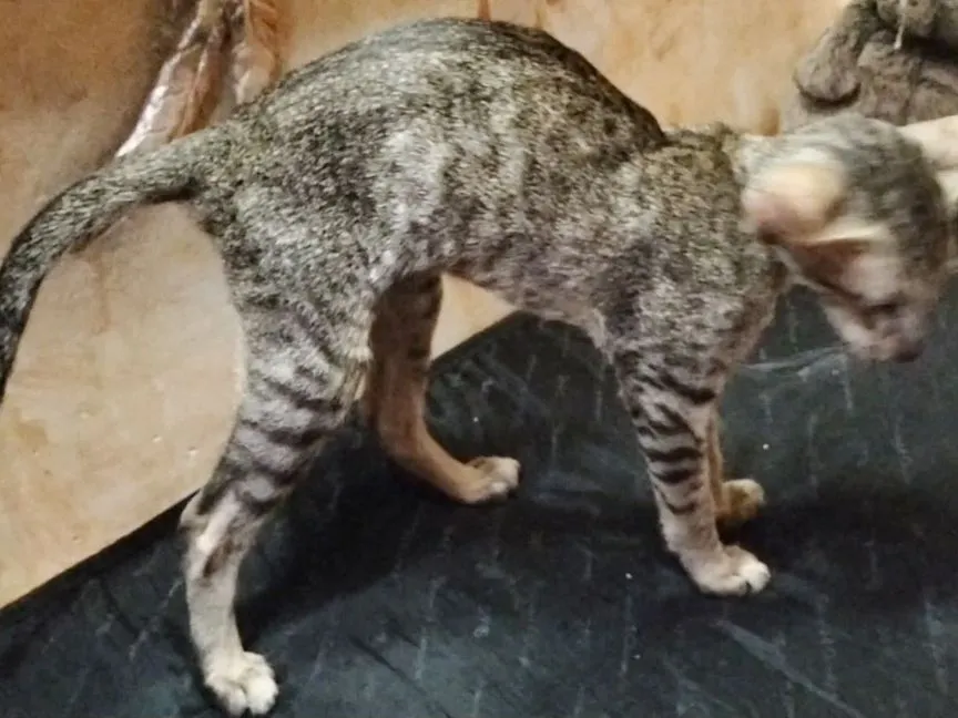 Ориентальные котята