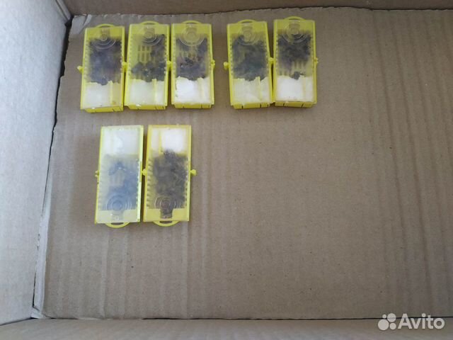 Пчеломатки плодные Карника Бакфаст