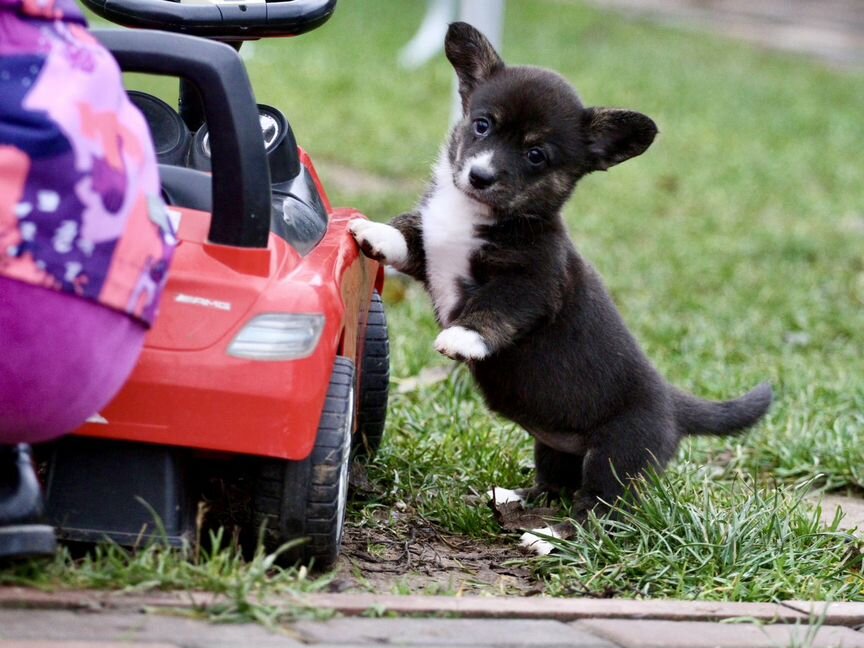 Вельш корги кардиган