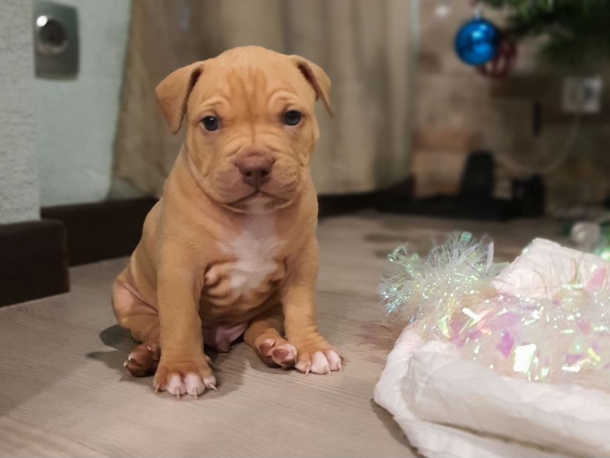 Американский питбультерьер щенки