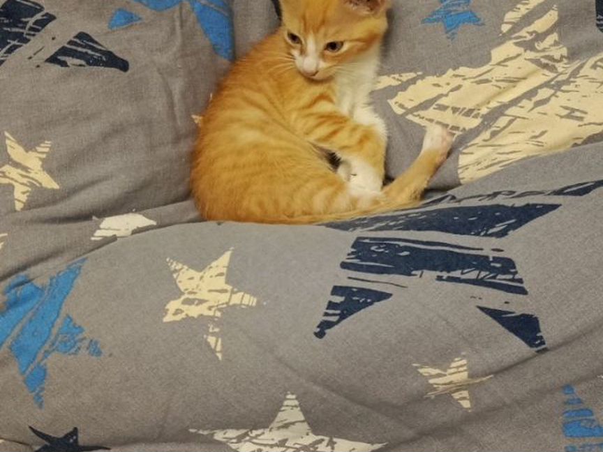 Котята в добрые руки бесплатно