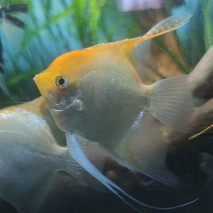 Аквариумные рыбки