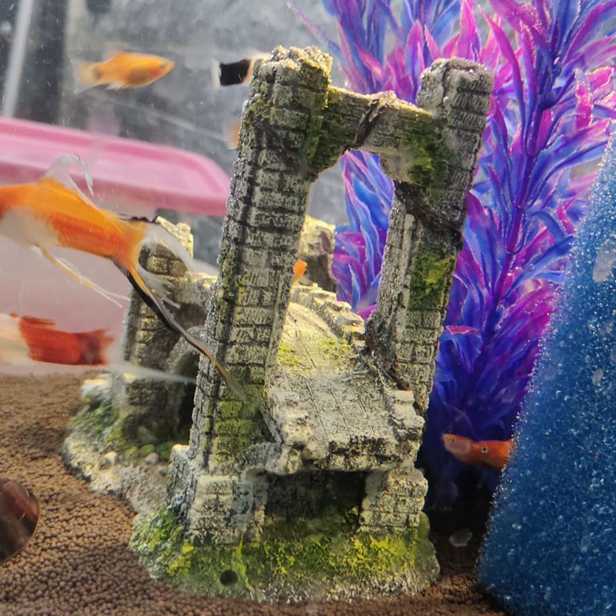 Аквариумные рыбки