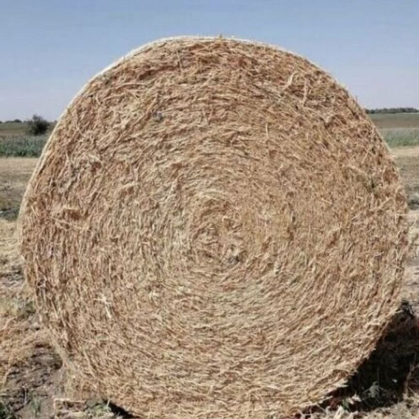 Солома гороховая