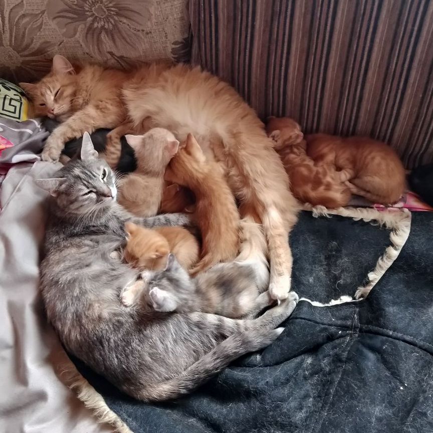 Котёнок в добрые руки