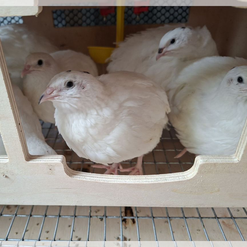 Перепела (самцы)