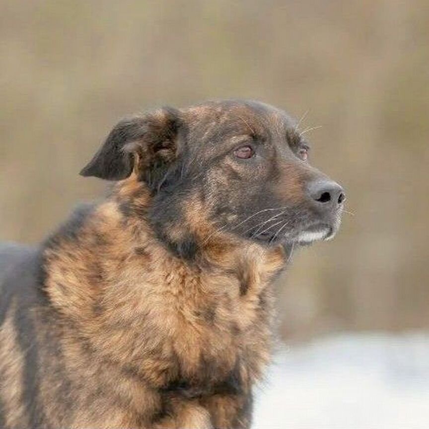 Умнейший Барни для лучших людей