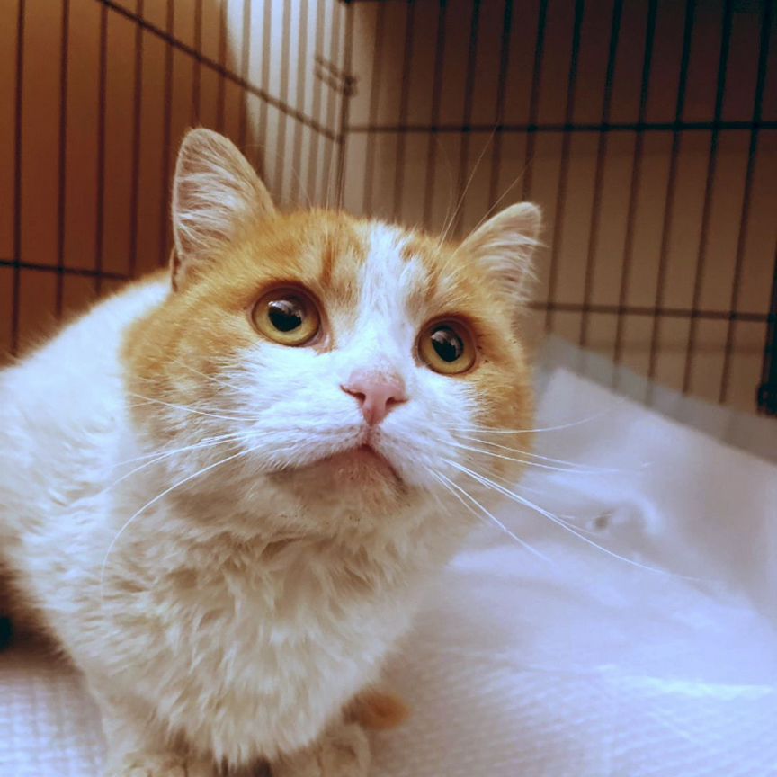 Котик в добрые руки мальчик