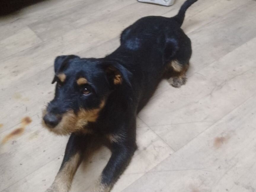 Вязка ягдтерьера