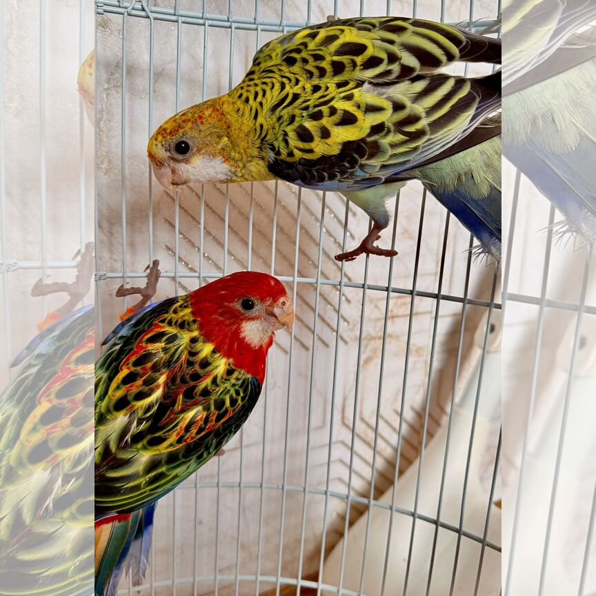 Попугай розелла