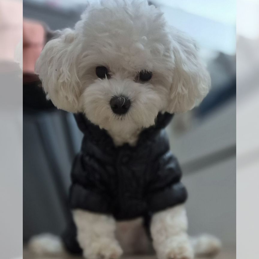 Мальтипу, вязка