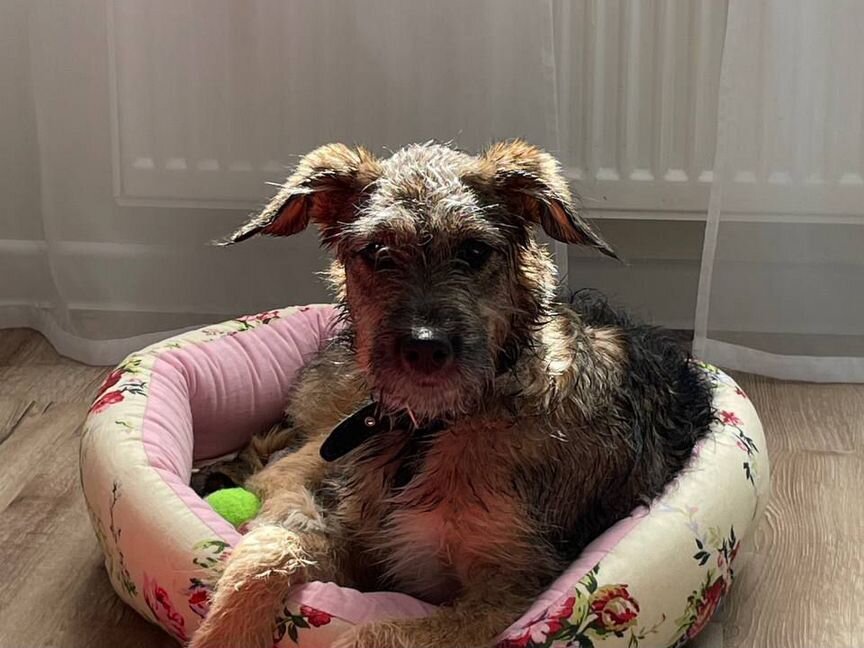 Ищем собачке дом